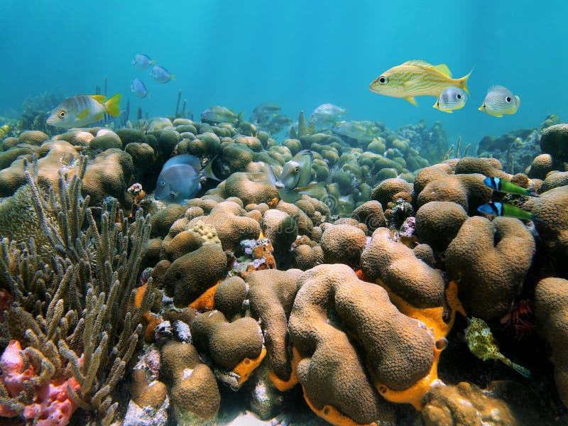 Underwater tropical life stock image. Image of coral - 22214649