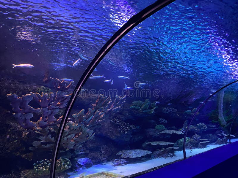 Underwater Tunnel in Oceanarium Stock Image - Image of reef, glass ...