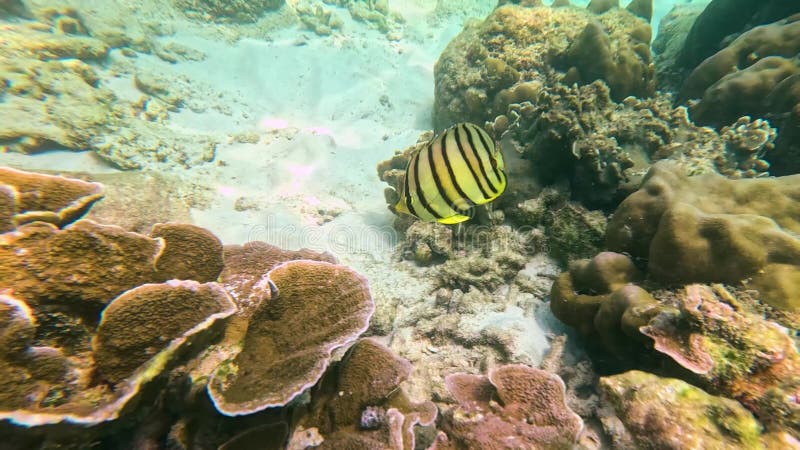 Underwater Various Forms of Corals and Anemone Polyps Panorama , Coral ...