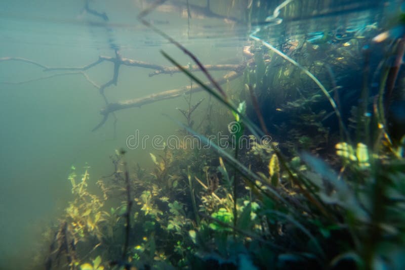 Underwater vegetation stock photo. Image of green, vegetation - 247474626