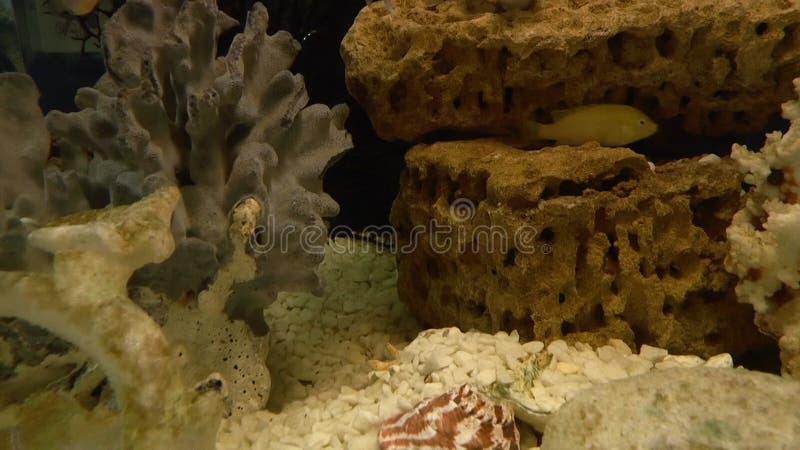 Underwater Video of Coral Reef Bottom Structures Stock Video - Video of ...