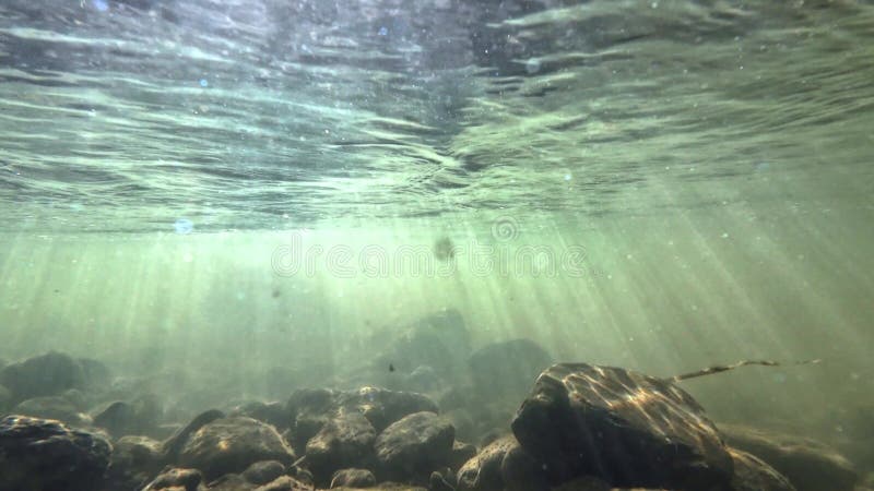 Underwater Video of a Stream with Fish and Sunbeams with Flowing Water ...