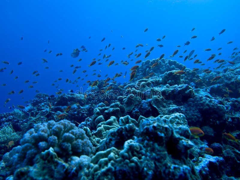 Underwater view stock image. Image of perches, tropical - 9764905
