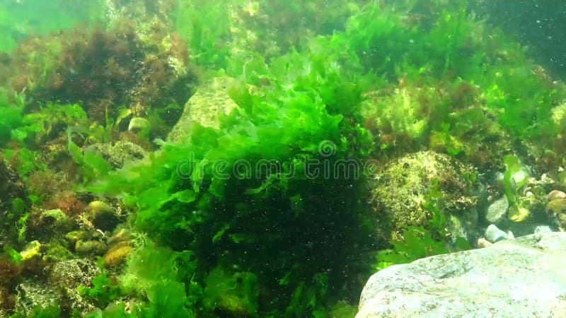 Underwater View of Algae in the Black Sea, Green Algae Ulva and ...