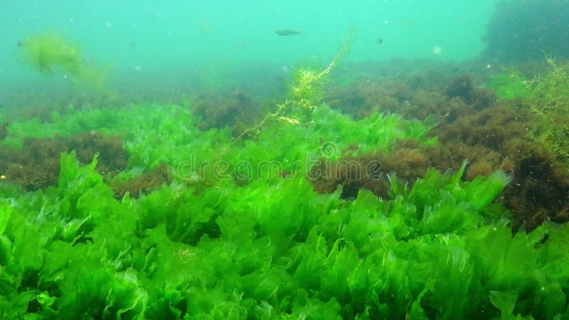 Underwater View of Algae in the Black Sea, Green Algae Ulva and ...
