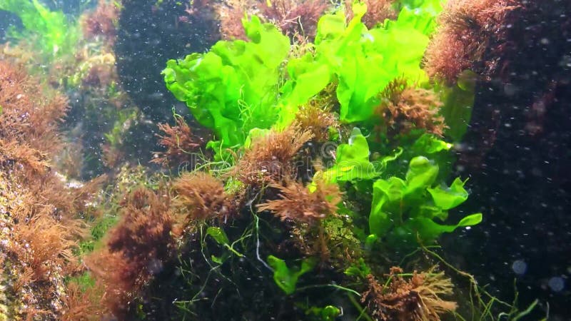 Underwater View of Algae in the Black Sea, Green Algae Ulva and ...