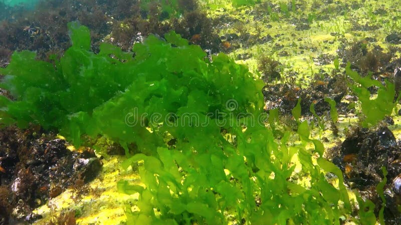 Underwater View of Algae in the Black Sea, Green Algae Ulva and ...