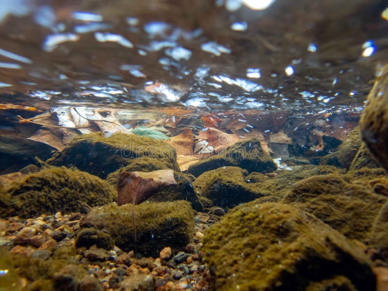 Underwater View of Algae on River Rocks Leaves Dynamic Flowing Water ...