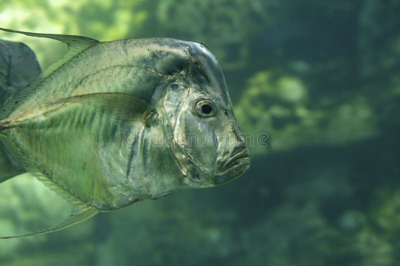 Underwater View of an Atlantic Moonfish Stock Photo - Image of water ...