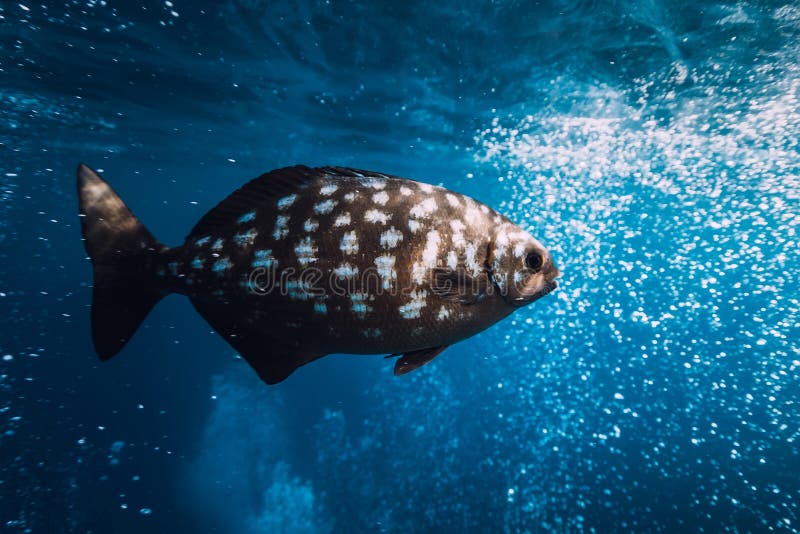 Underwater View with Big Fish in Ocean Stock Photo - Image of australia ...
