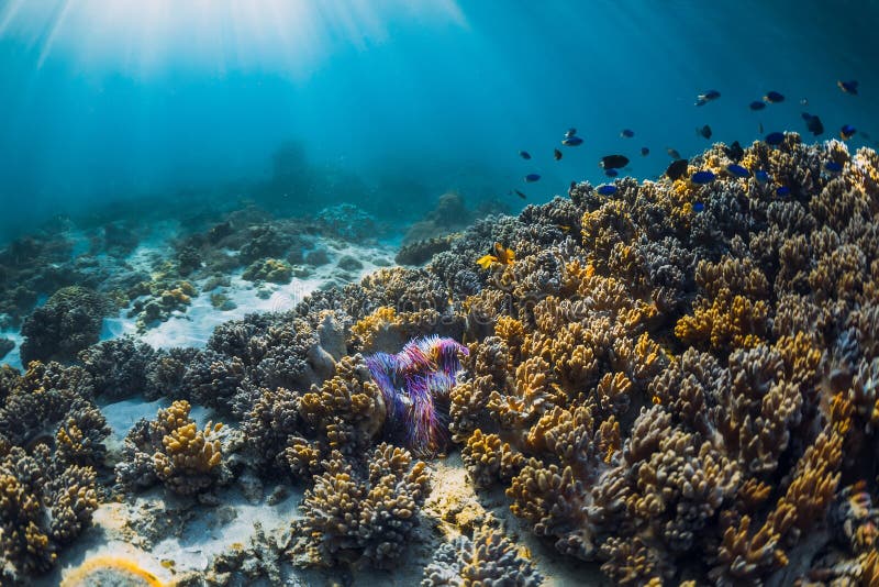 Underwater View with Corals, Tropical Fish and Sun Rays in Ocean Stock ...
