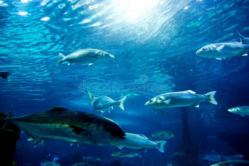 Underwater View, Fish, Coral Reef Stock Photo - Image of marine ...