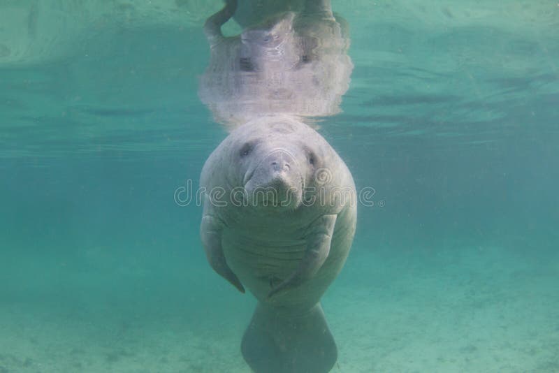 Underwater View of Florida Manatee Stock Image - Image of snorkel ...
