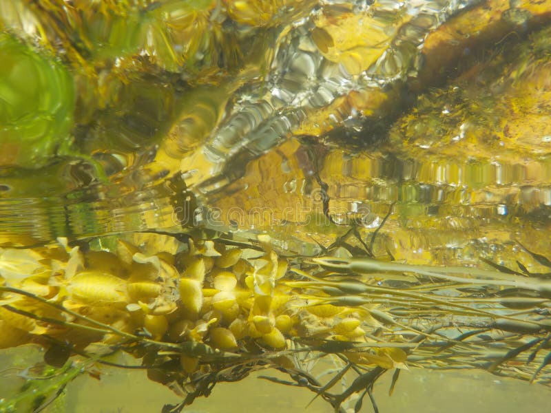 Underwater View of Grouping of Kelp Clumped Together Floating at the ...