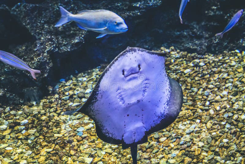 Underwater View Kyoto Aquarium, Kyoto, Japan Stock Photo - Image of ...