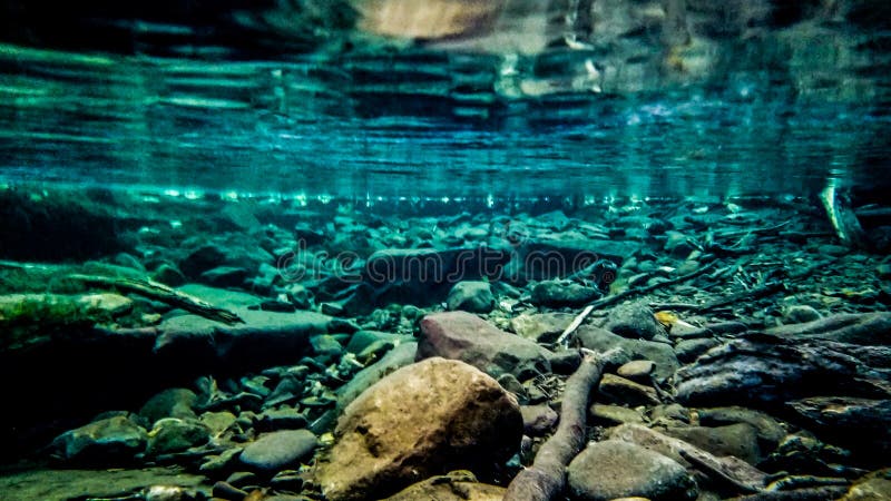Underwater view in a pond. stock photo. Image of itza - 92716564