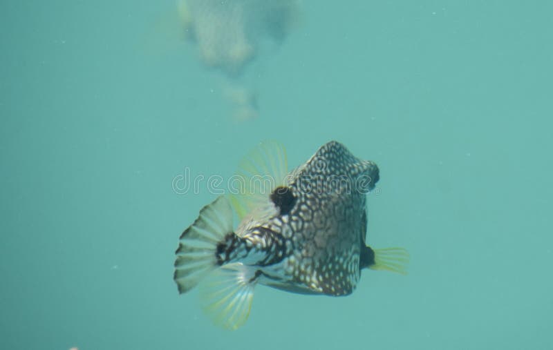 Puffer Fish Swimming Away Under the Water Stock Image - Image of fish ...