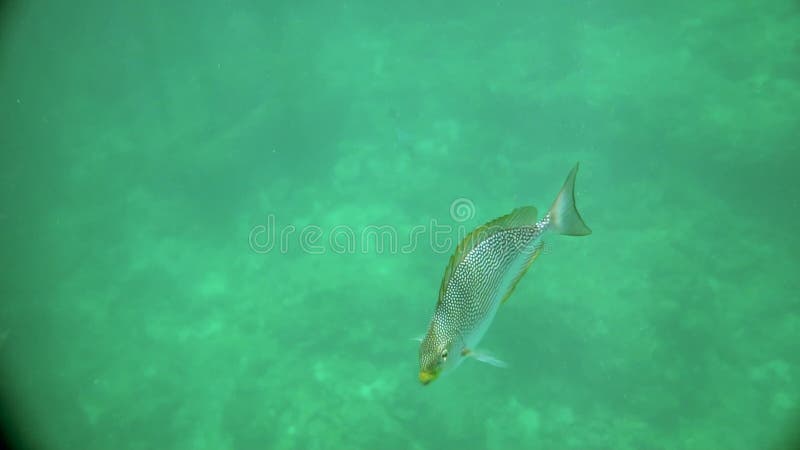 Underwater View Swimmer Swim Training in Slow Motion Freestyle Crawl ...