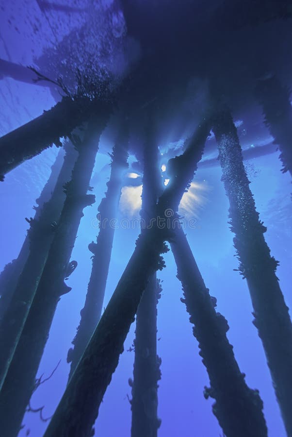 Underwater View of a Saltwater Pier Stock Image - Image of view, wild ...