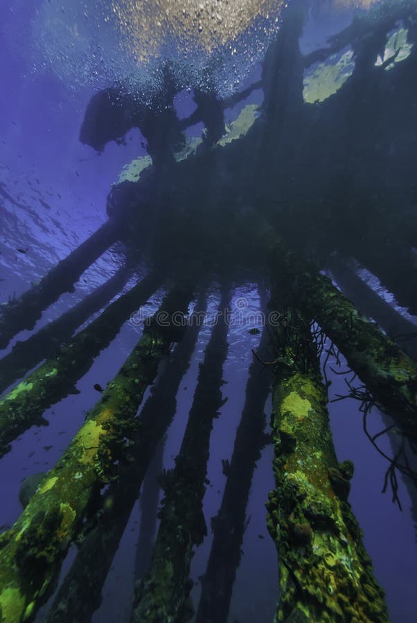 Underwater View of a Saltwater Pier Stock Photo - Image of ocean ...