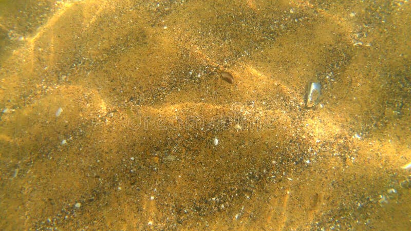Underwater View of Sandy Bottom with Shells and Transparent Water Sand ...