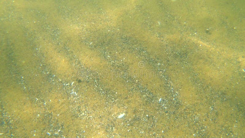 Underwater View of Sandy Bottom with Shells and Transparent Water Sand ...