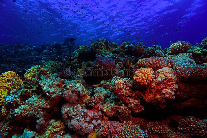 Underwater view in sea stock photo. Image of marine, exotic - 69565338