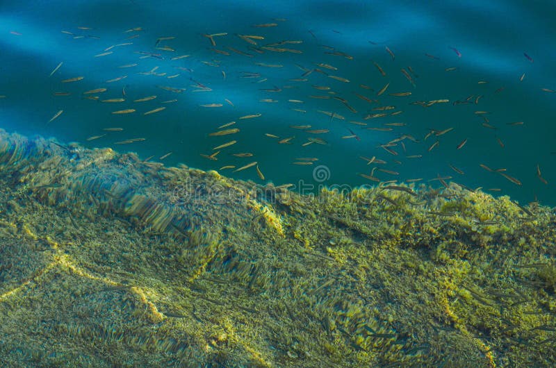 329 School Tiny Fish Stock Photos - Free & Royalty-Free Stock Photos ...