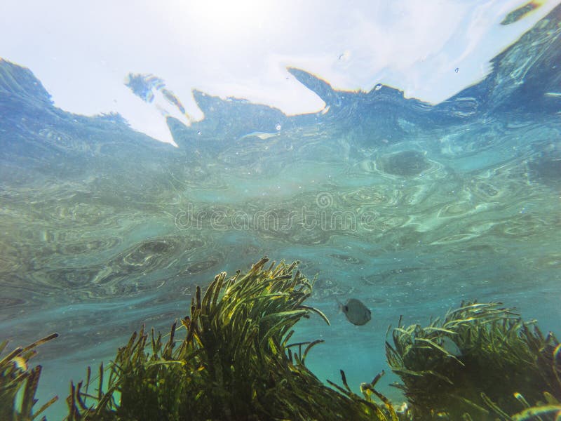 Underwater View with Some Fishes, Rocks and Moss Stock Photo - Image of ...
