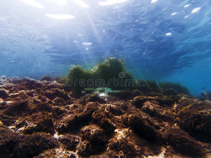 Underwater View with Some Fishes, Rocks and Moss Stock Image - Image of ...