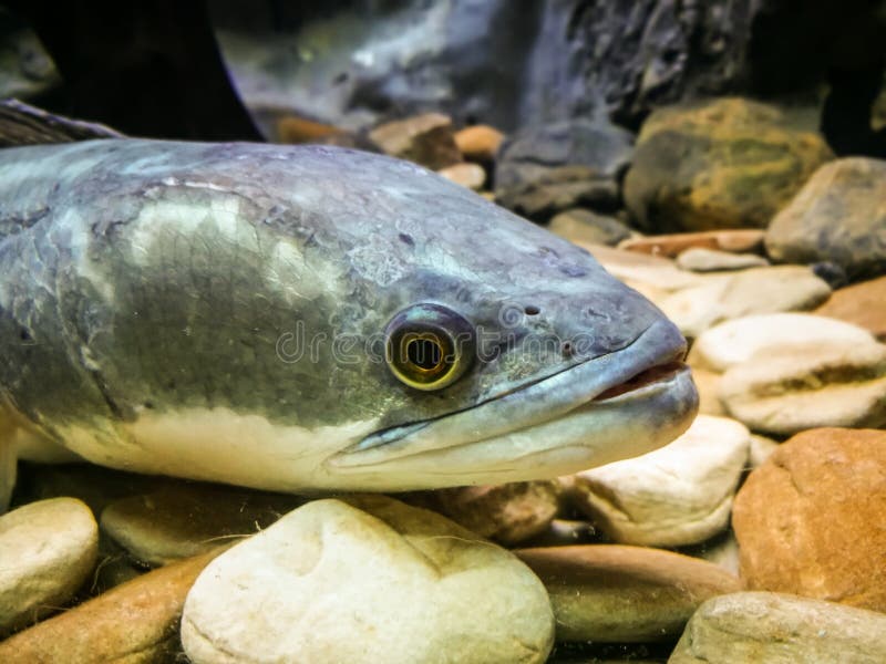 Underwater View of a Spotted (cobra) Snakehead Fish (Channa Marulius ...