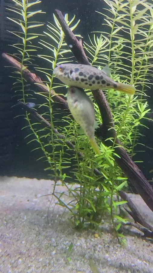 Underwater View of the Spotted Congo Pufferfishes Mating Stock Footage ...