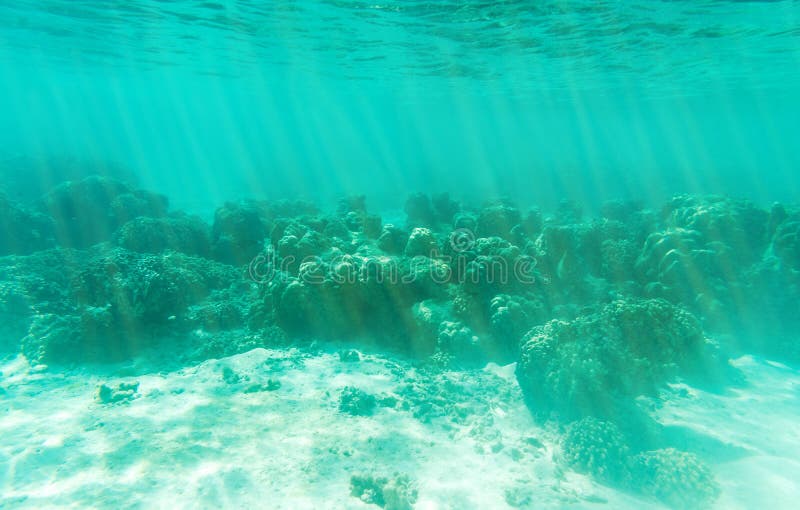 Underwater View from Sun Light Stock Photo - Image of life, water: 77634902