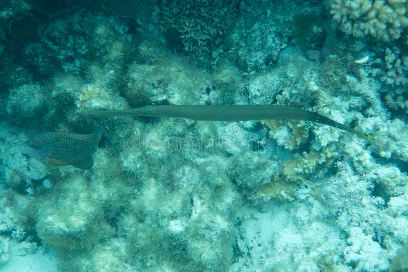 Underwater View in Tropics Sea with Long Fish Stock Photo - Image of ...