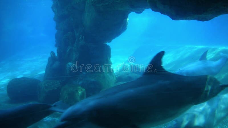 Underwater Viewing of Nice Bottlenose Dolphins at Seaworld. Stock Video ...