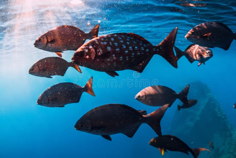 Underwater Wild World with School of Fish in Blue Sea Stock Photo ...