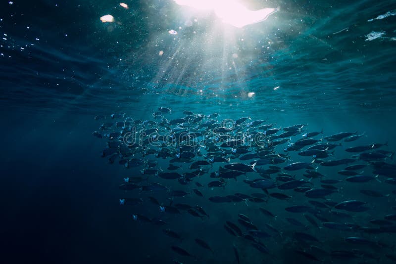 Underwater Wild World with Tuna Fish Stock Image - Image of marine ...