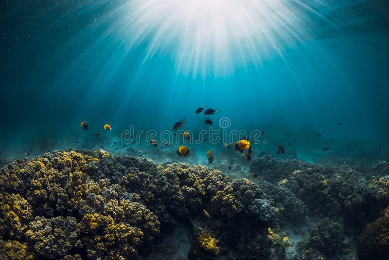 Underwater Wildlife with Corals, Fish and Sun Rays in Tropical Ocean ...