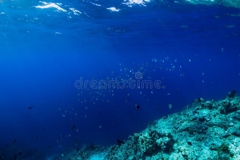 Underwater Wildlife with School Fish in Ocean Stock Image - Image of ...