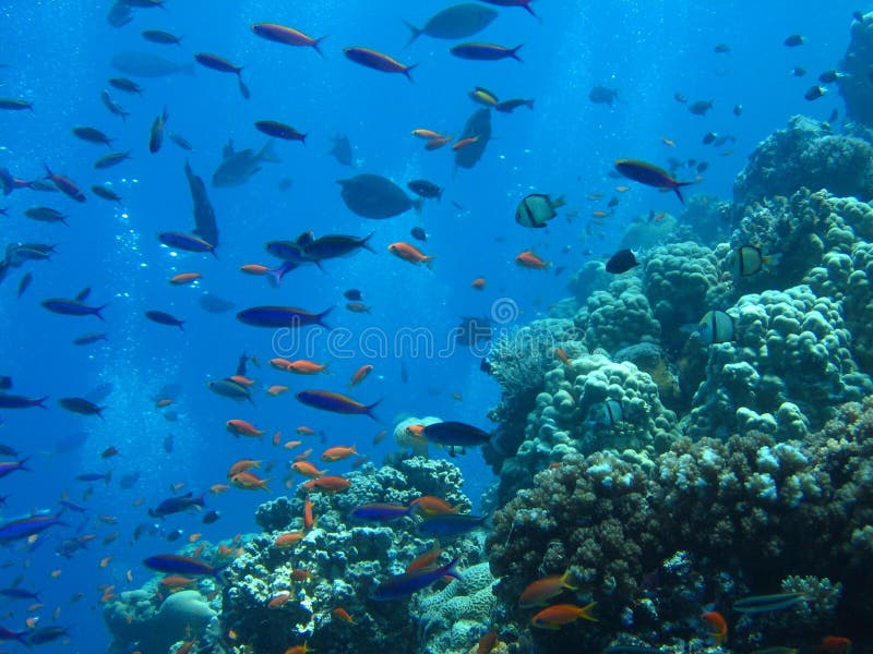 Underwater World stock photo. Image of dive, reef, deep - 12302328