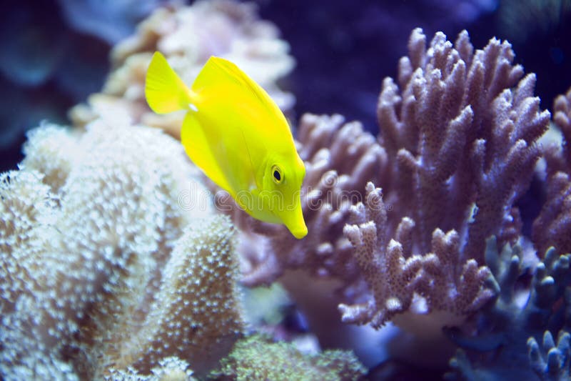 Onespot Foxface Rabbitfish Closeup in an Saltwater Aquarium Stock Photo ...