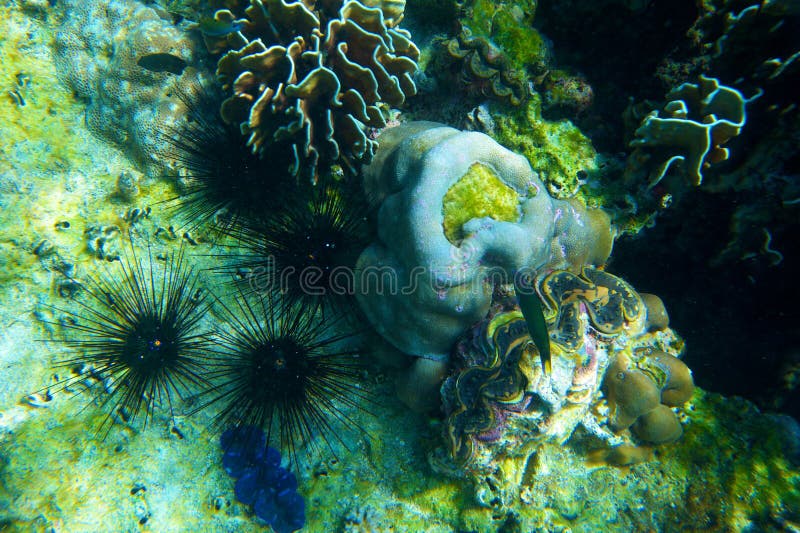 Life Underwater Colorful Coral Reef Fish Crowd Stock Image - Image of ...