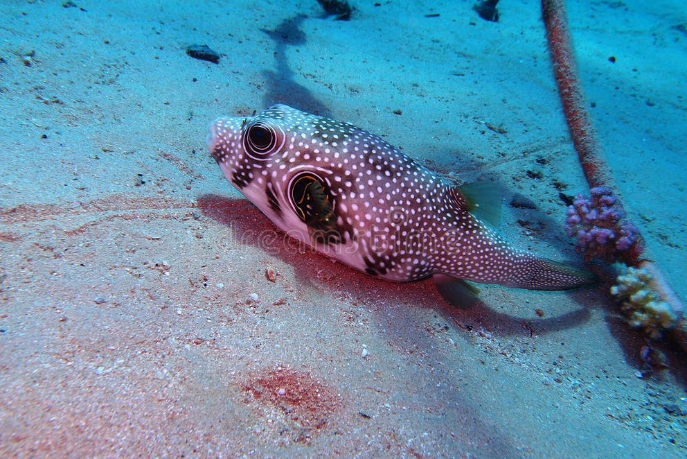 Underwater world stock image. Image of crab, monta, fish - 29398787