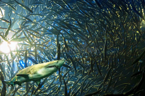 Underwater world stock image. Image of marine, fish, shark - 87411071