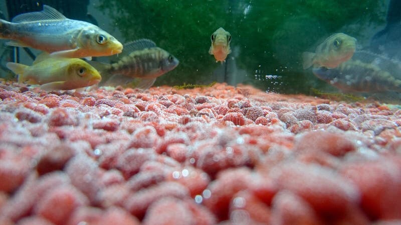 Underwater stock photo. Image of underwater, fish, surface - 73609088