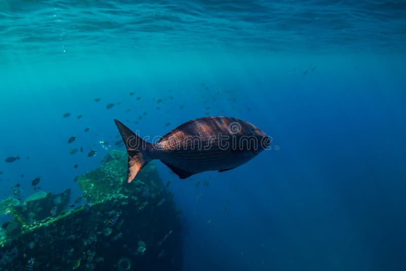 Underwater World with Big Fish in Blue Ocean Stock Photo - Image of ...