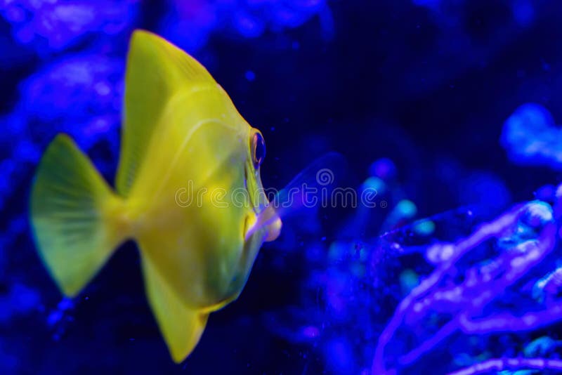 One yellow small fish stock photo. Image of float, fish - 124694090