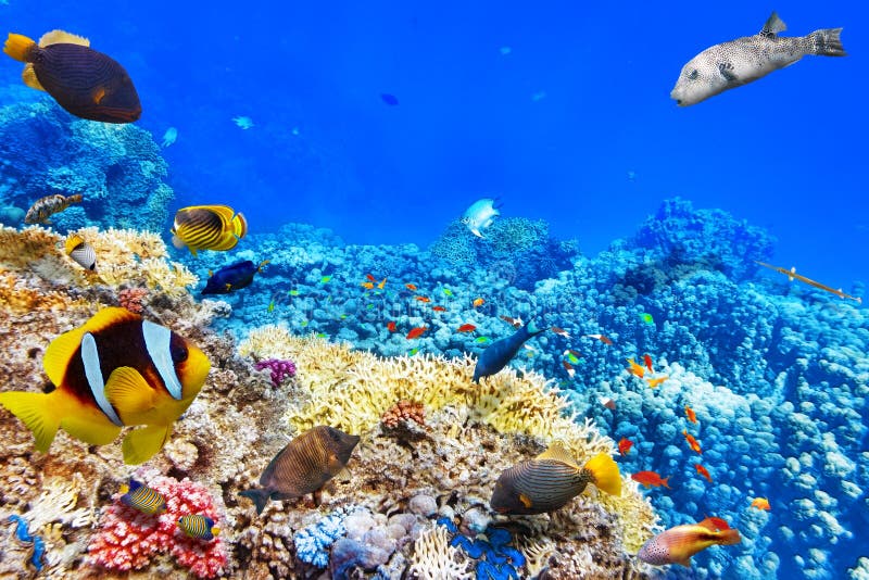 Underwater World with Corals and Tropical Fish. Stock Photo - Image of ...