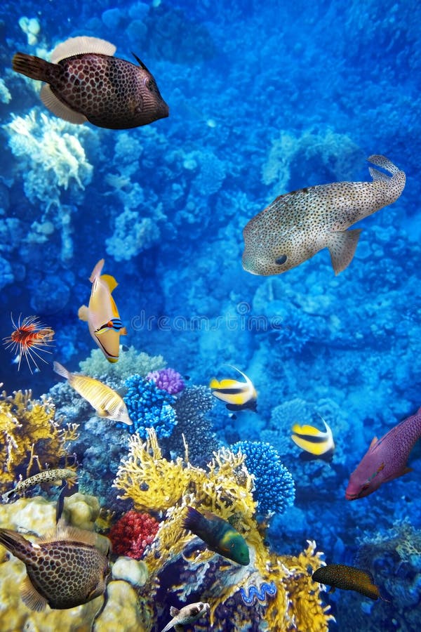 Underwater World with Corals and Tropical Fish. Stock Photo - Image of ...