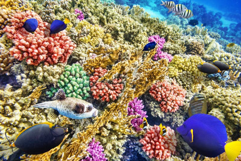 Underwater World with Corals and Tropical Fish. Stock Image - Image of ...
